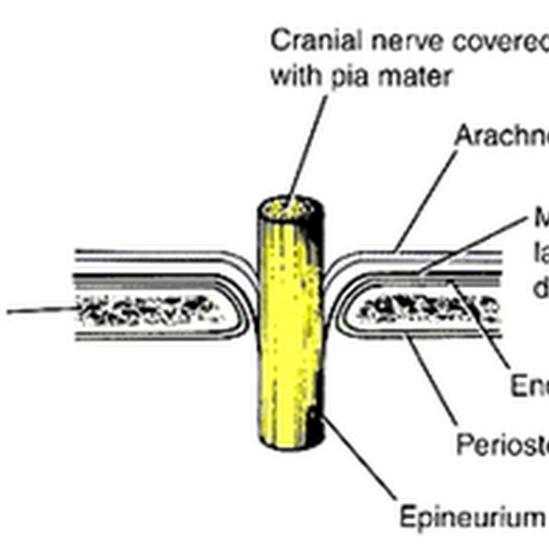 The meninges of the brain I - Radiology Made Easy